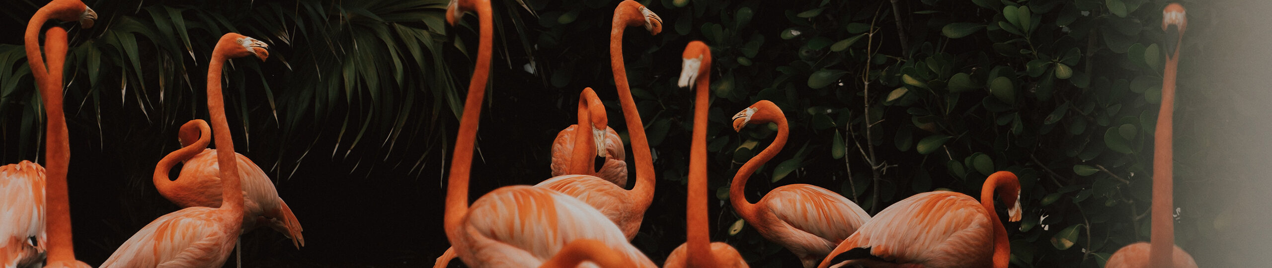 Our team - Kreston Bahamas